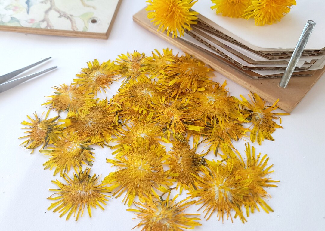 Pressed Flowers , Real Dandelion Flowers, Dried Flowers , Resin ...