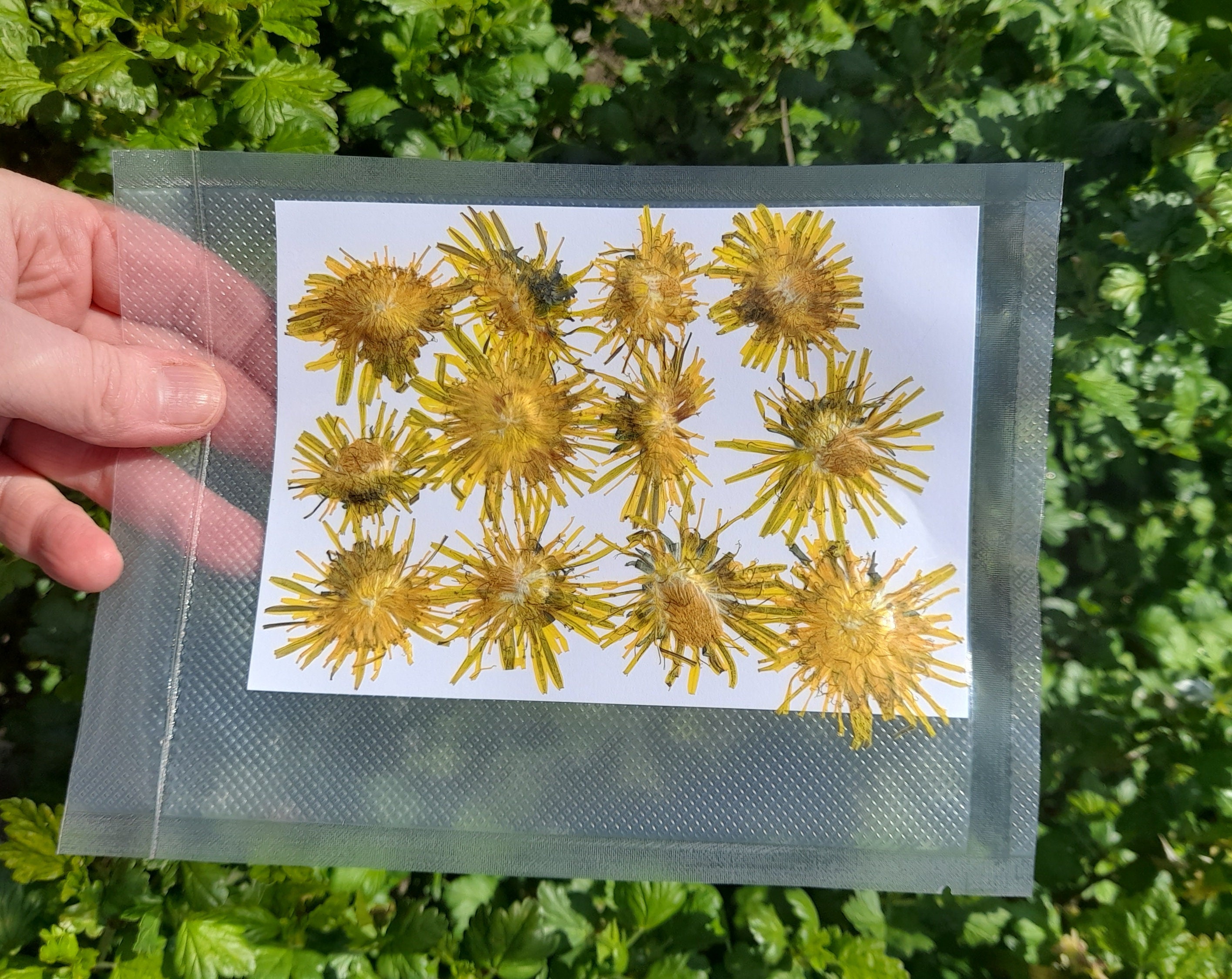 Pressed Flowers , Real Dandelion Flowers, Dried Flowers , Resin ...