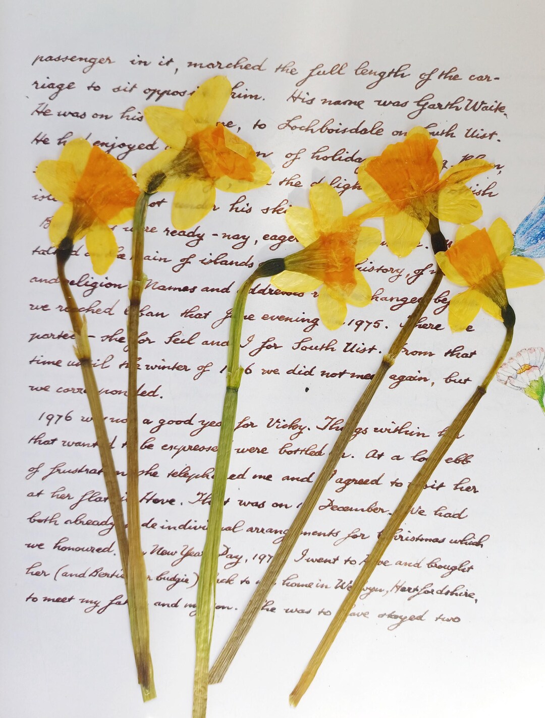 Pressed Small Daffodils, Dried Flowers, Resin Making, Craft Supplies ...