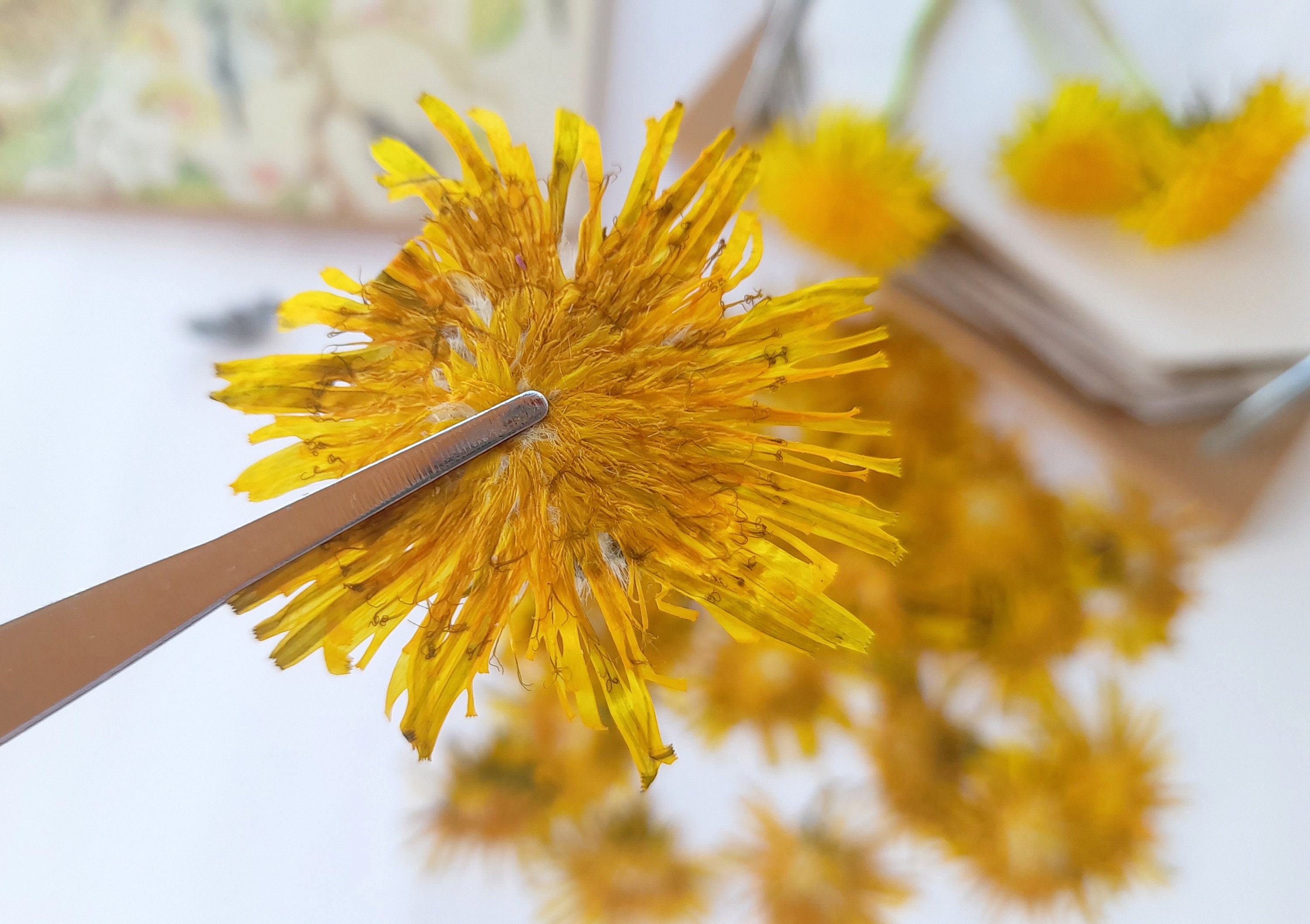 Pressed Flowers , Real Dandelion Flowers, Dried Flowers , Resin ...