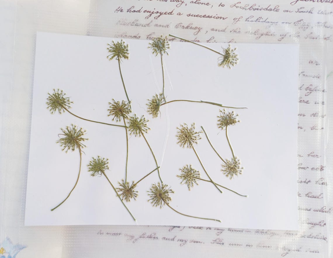 Pressed Flowers on Stalks , Toothpick Plant, Craft Supplies for ...
