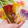 Pressed Tulips - Real Tulip Flowers Cut in Half - 6 Yellow Tulips on ...