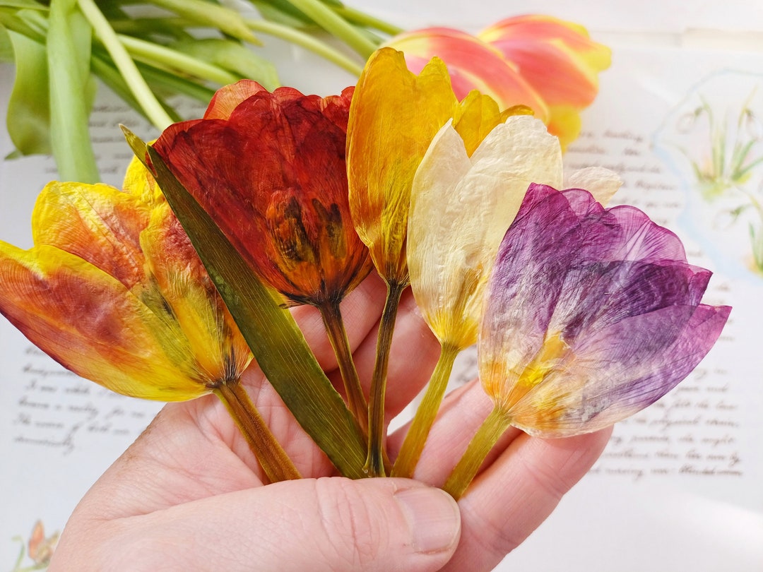 Pressed Flowers, Real Tulips, Dried Flowers for Resin, Flowers on Stalk ...
