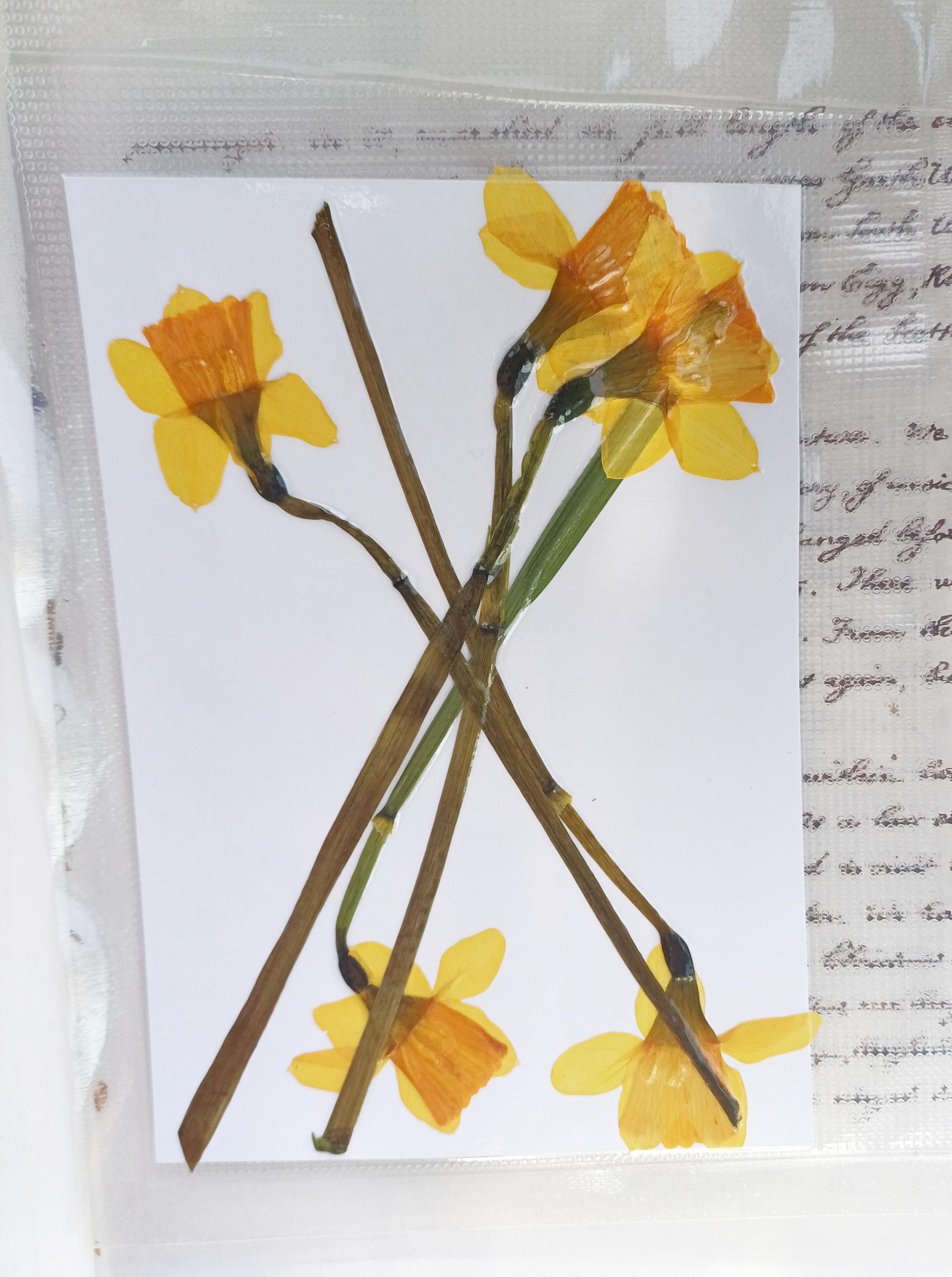 Pressed Small Daffodils, Dried Flowers, Resin Making, Craft Supplies ...