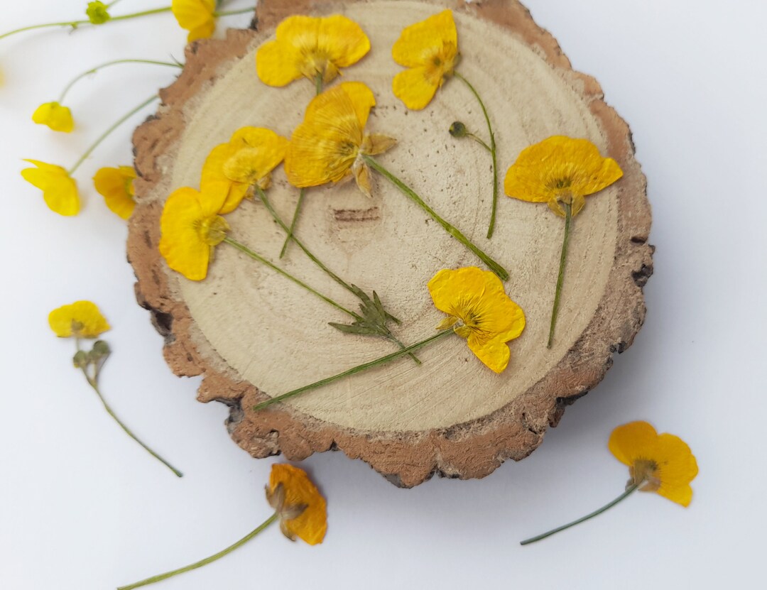 Buttercup on Stalks, Pressed Flowers , Dried Flowers With Stems, Resin ...