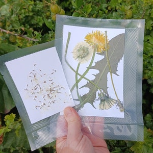 Real Dandelions, Dried Flowers, Dandelion Stages, Pressed Flowers ...