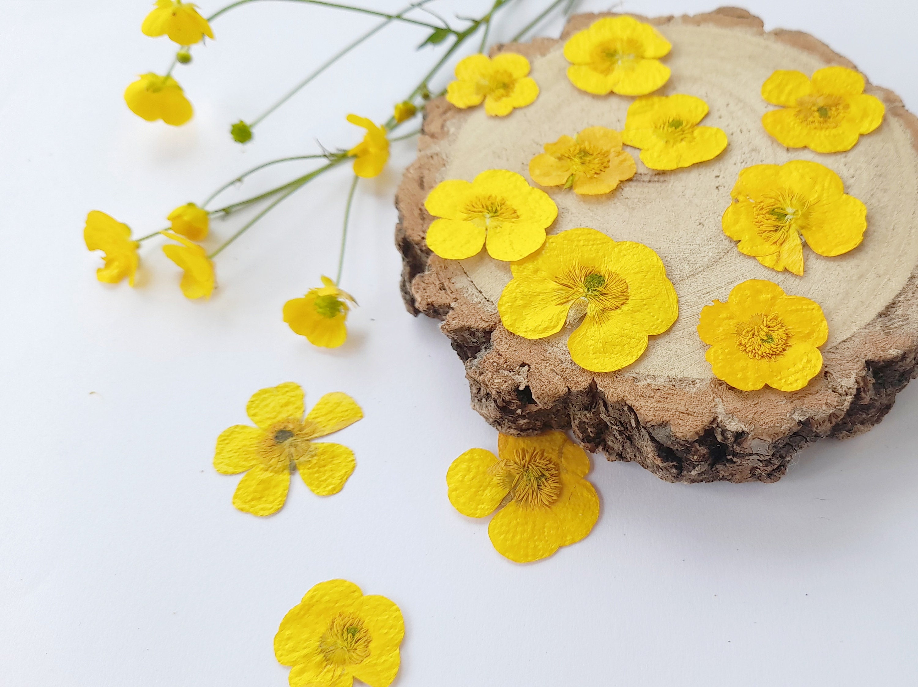 Real Buttercup, Dried Flowers , Pressed Flowers, Card Making, Resin ...