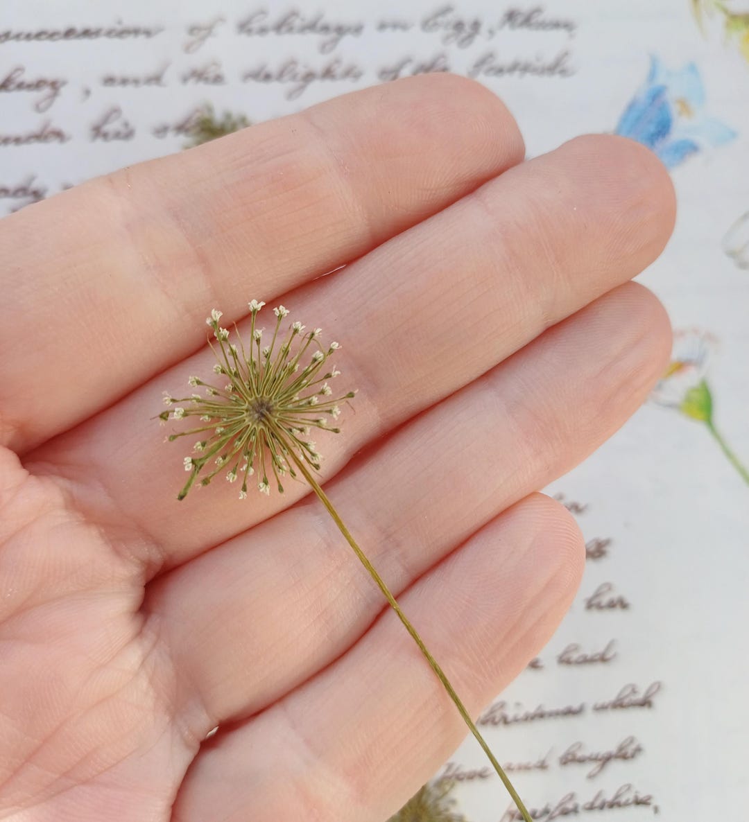 Pressed Flowers on Stalks , Toothpick Plant, Craft Supplies for ...