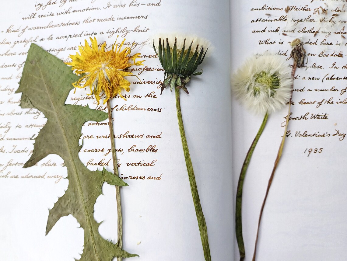 Real Dandelions, Dried Flowers, Dandelion Stages, Pressed Flowers ...