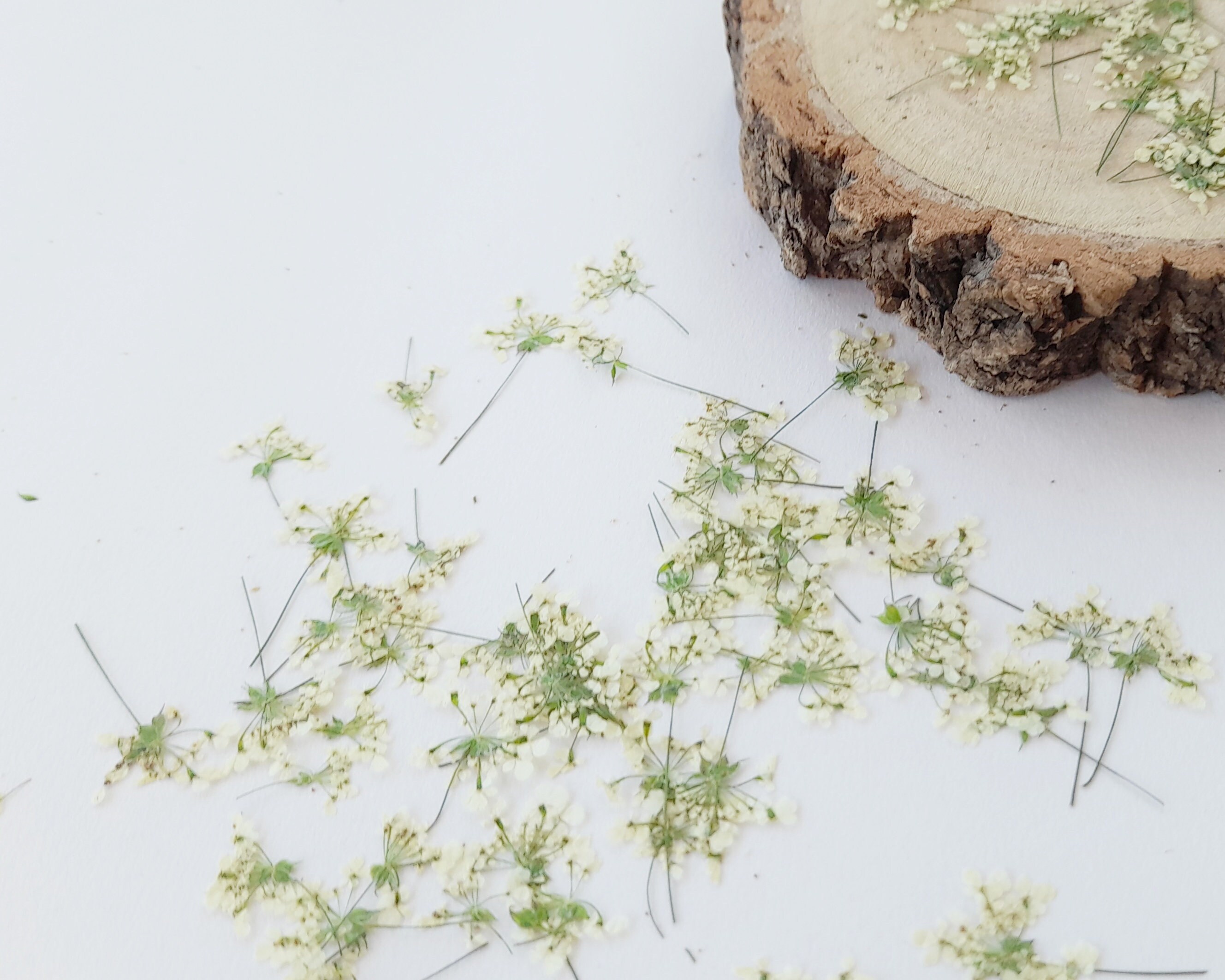 Pressed Flowers on Stalks , Queen Ann's Lace , Wild Carrot , Real Dried ...