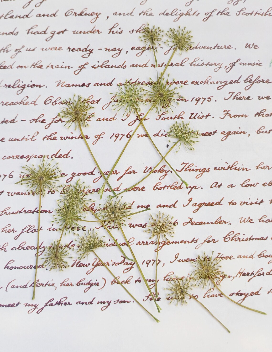Pressed Flowers on Stalks , Toothpick Plant, Craft Supplies for ...