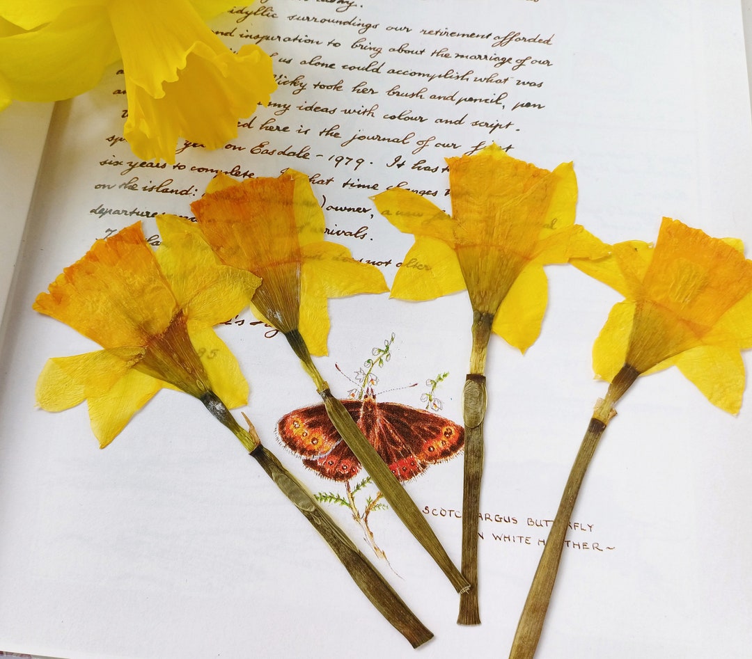 Pressed Daffodils, Dried Flowers, Resin Making, Craft Supplies ...