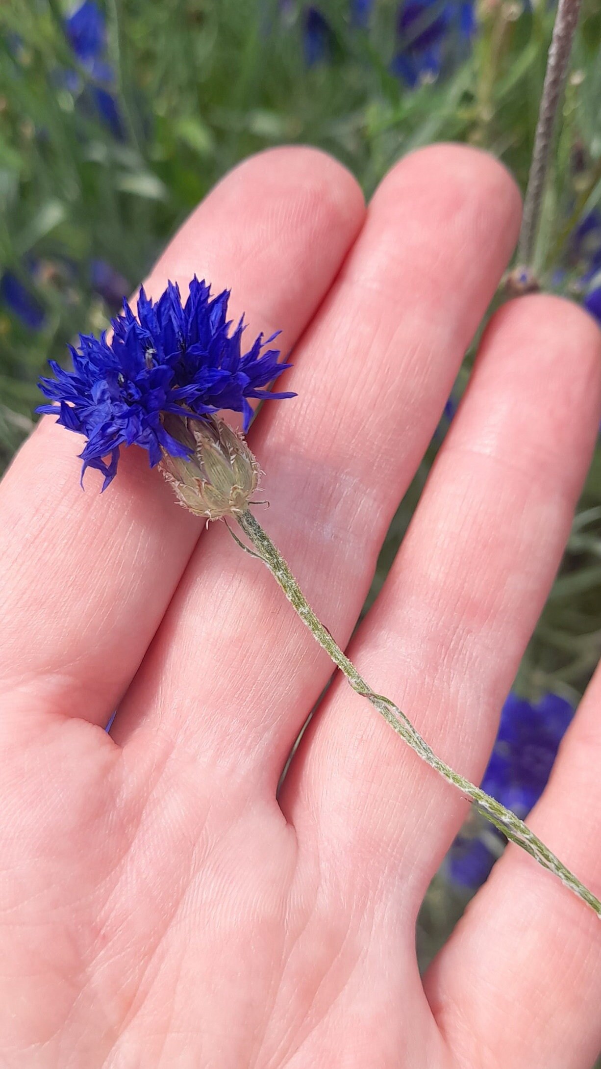 Real Cornflower on Stalks Tiny Bouquet Dried Flowers on - Etsy