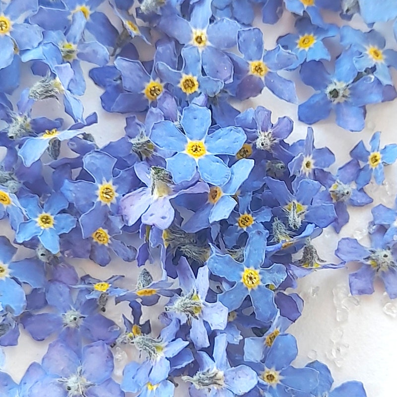 Dried Forget Me Not - Etsy