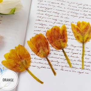 Pressed Flowers, Real Tulips, Dried Flowers for Resin, Flowers on Stalk ...