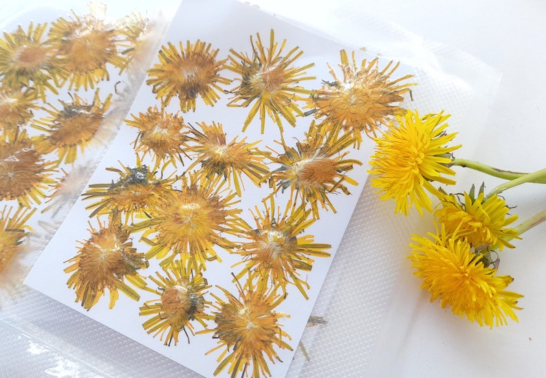 Pressed Flowers , Real Dandelion Flowers, Dried Flowers , Resin ...
