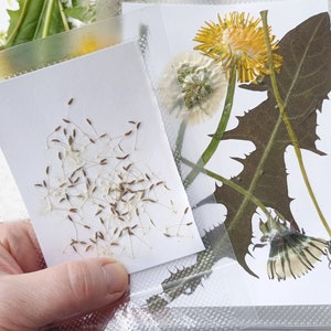 Real Dandelions, Dried Flowers, Dandelion Stages, Pressed Flowers ...
