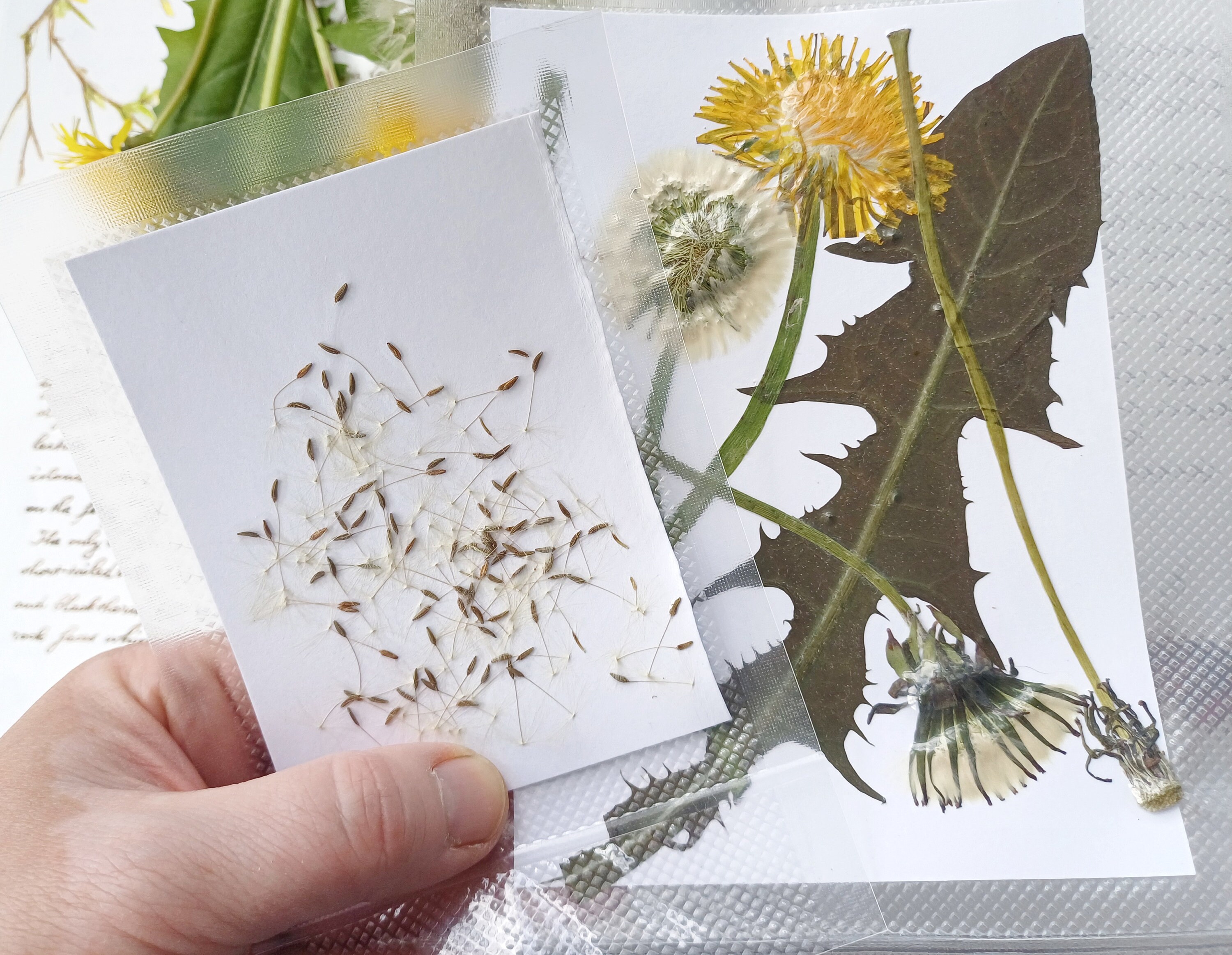 Real Dandelions, Dried Flowers, Dandelion Stages, Pressed Flowers ...