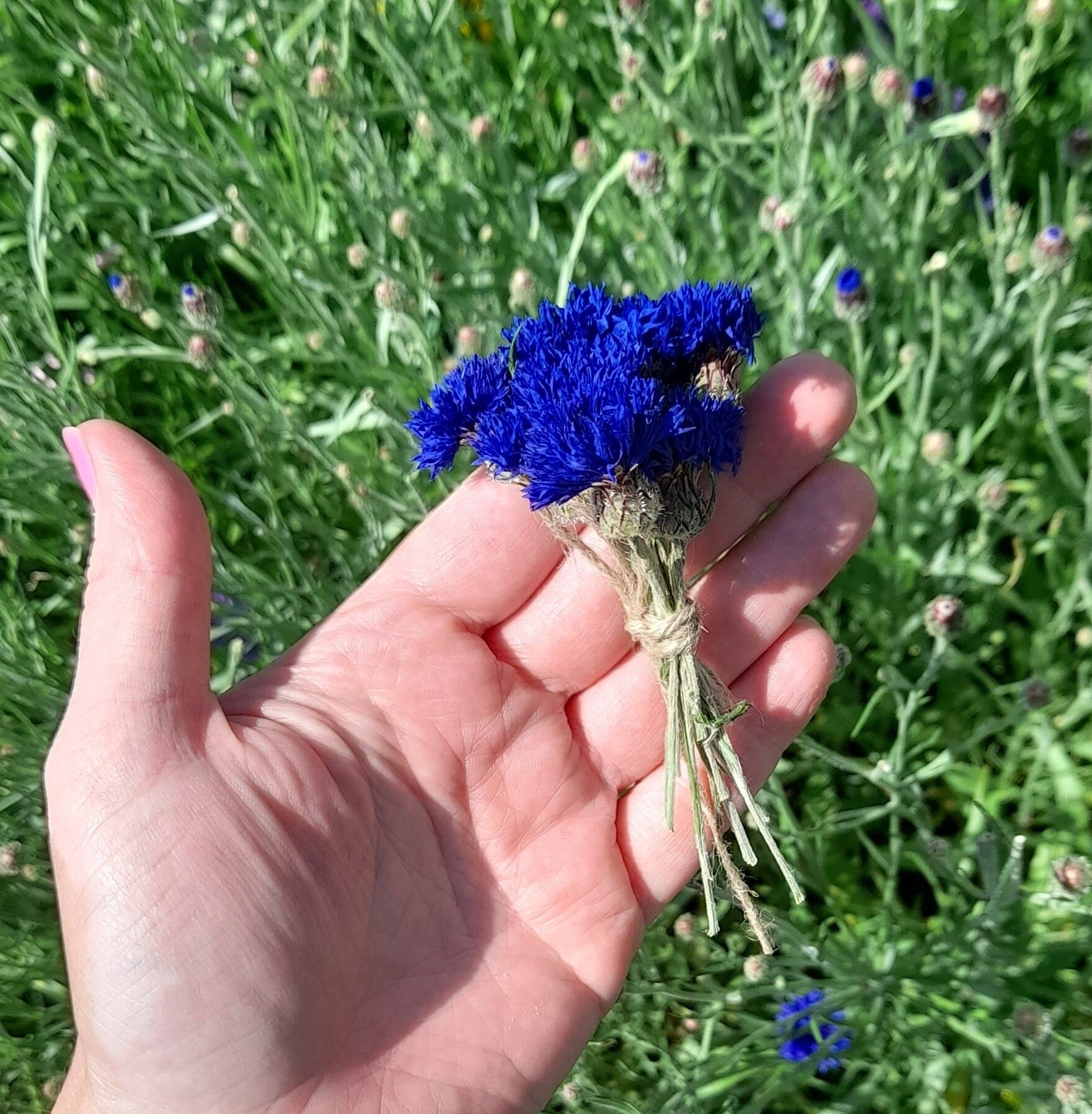 Real Cornflower on Stalks Tiny Bouquet Dried Flowers on - Etsy
