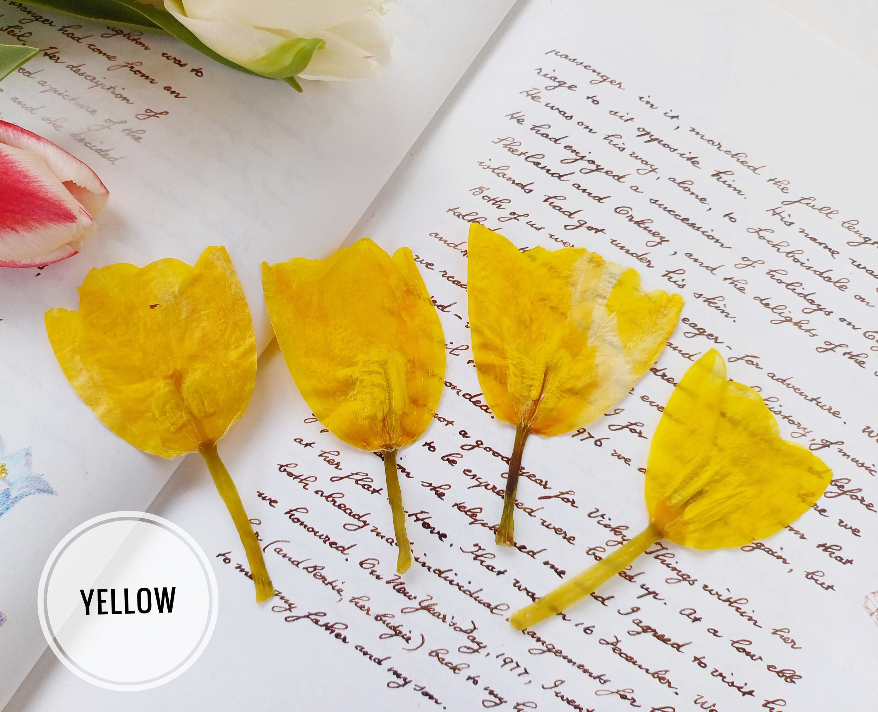 Pressed Flowers, Real Tulips, Dried Flowers for Resin, Flowers on Stalk ...