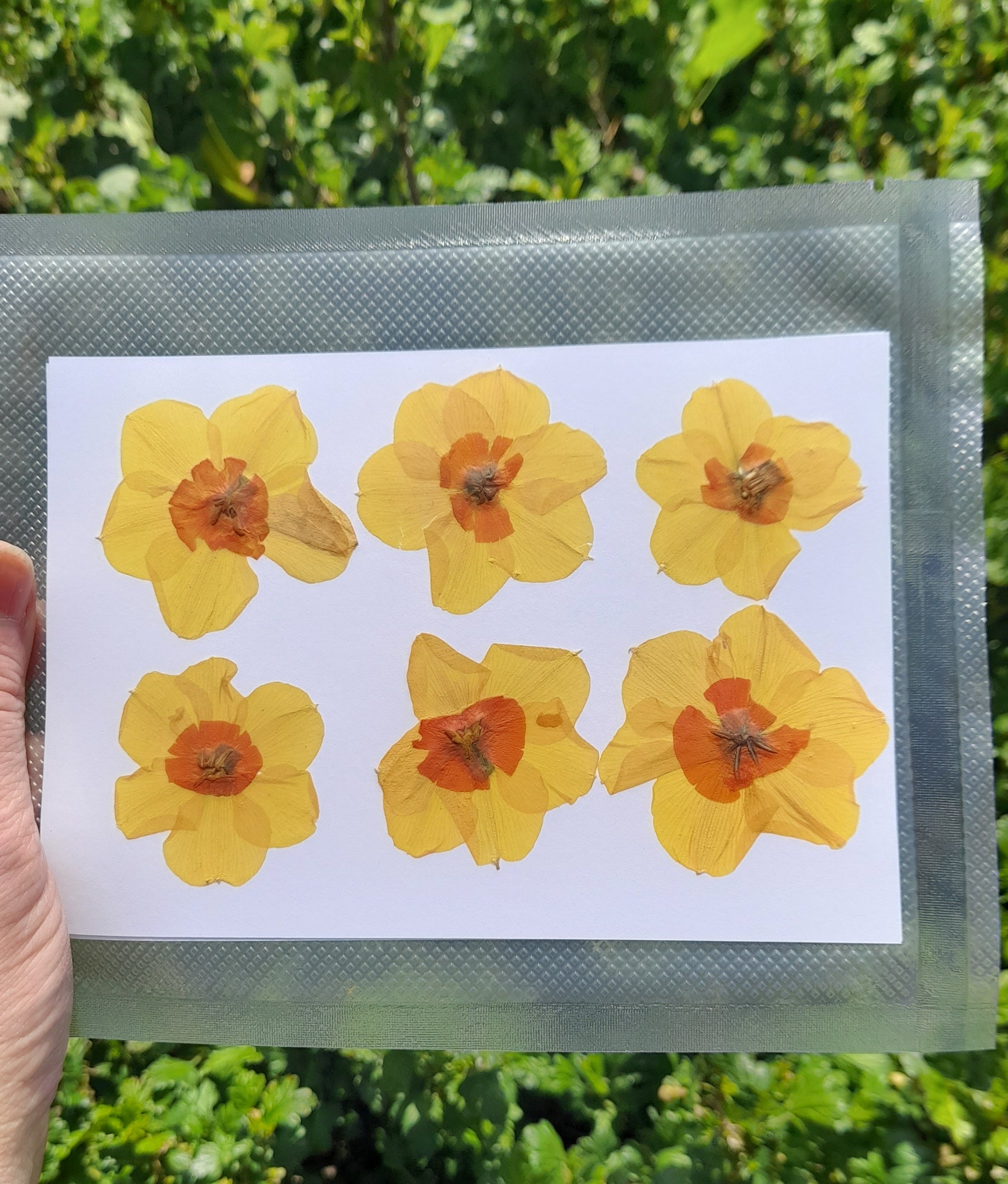 Small Daffodils, Pressed Flowers , Real Dried Flowers, Resin Making ...
