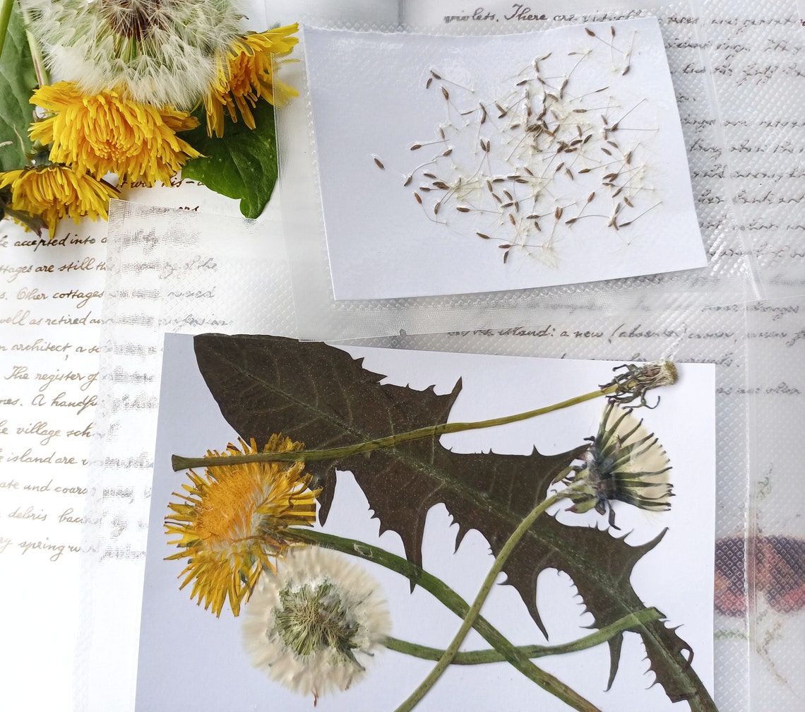Real Dandelions, Dried Flowers, Dandelion Stages, Pressed Flowers ...