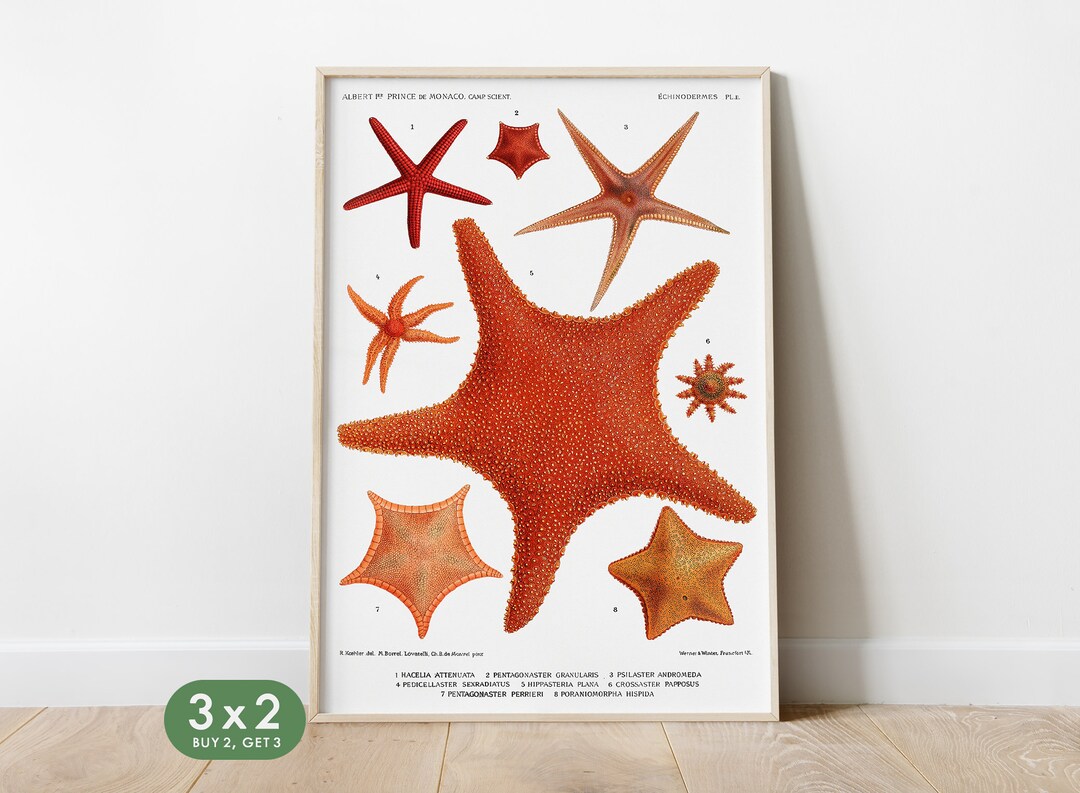 Starfish Chart, Biology Wall Art, Sea Star Poster, Sea Life ...