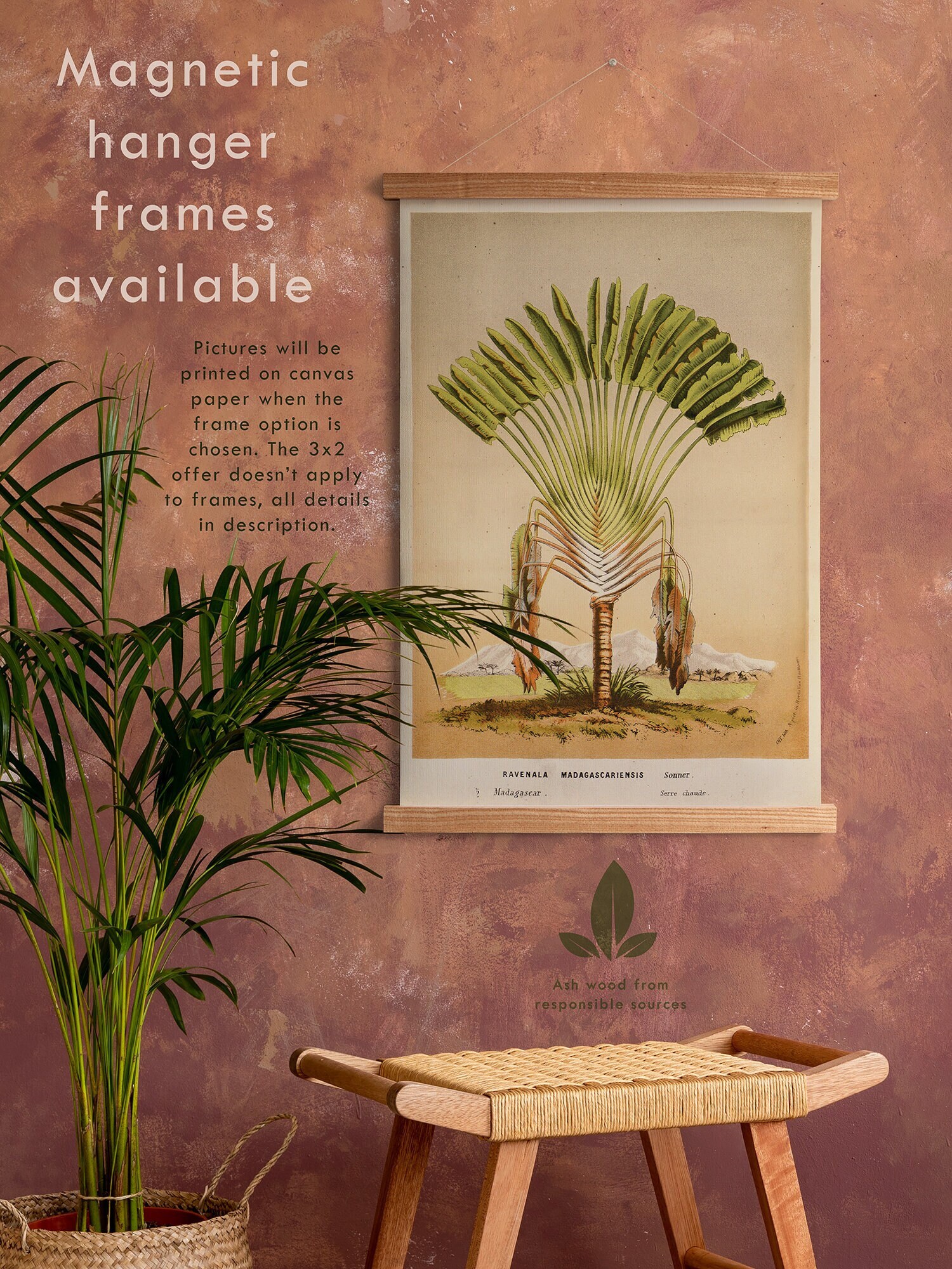 Ravenala Poster Print Banana Tree Poster Professinally - Etsy