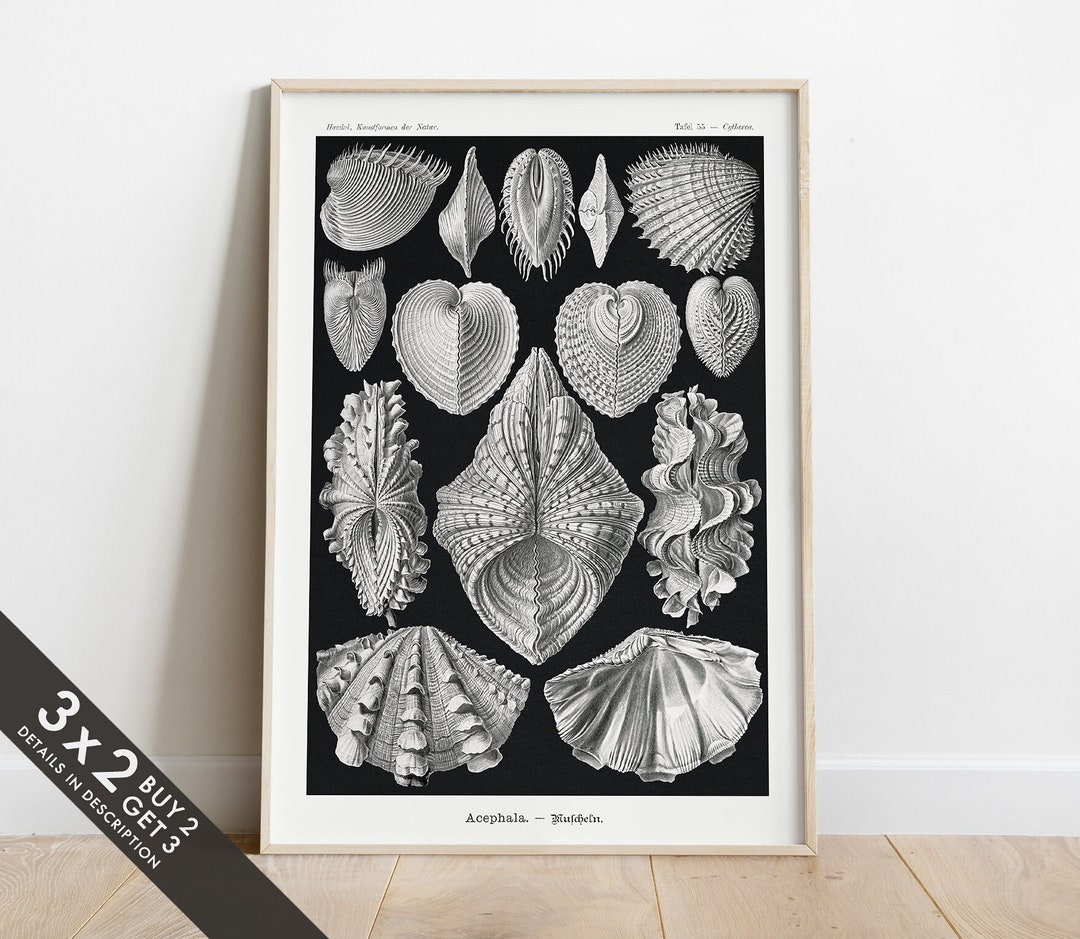 Marine Life Print, Ernst Haeckel Art, Nautilus Shell, Vintage Nautical ...