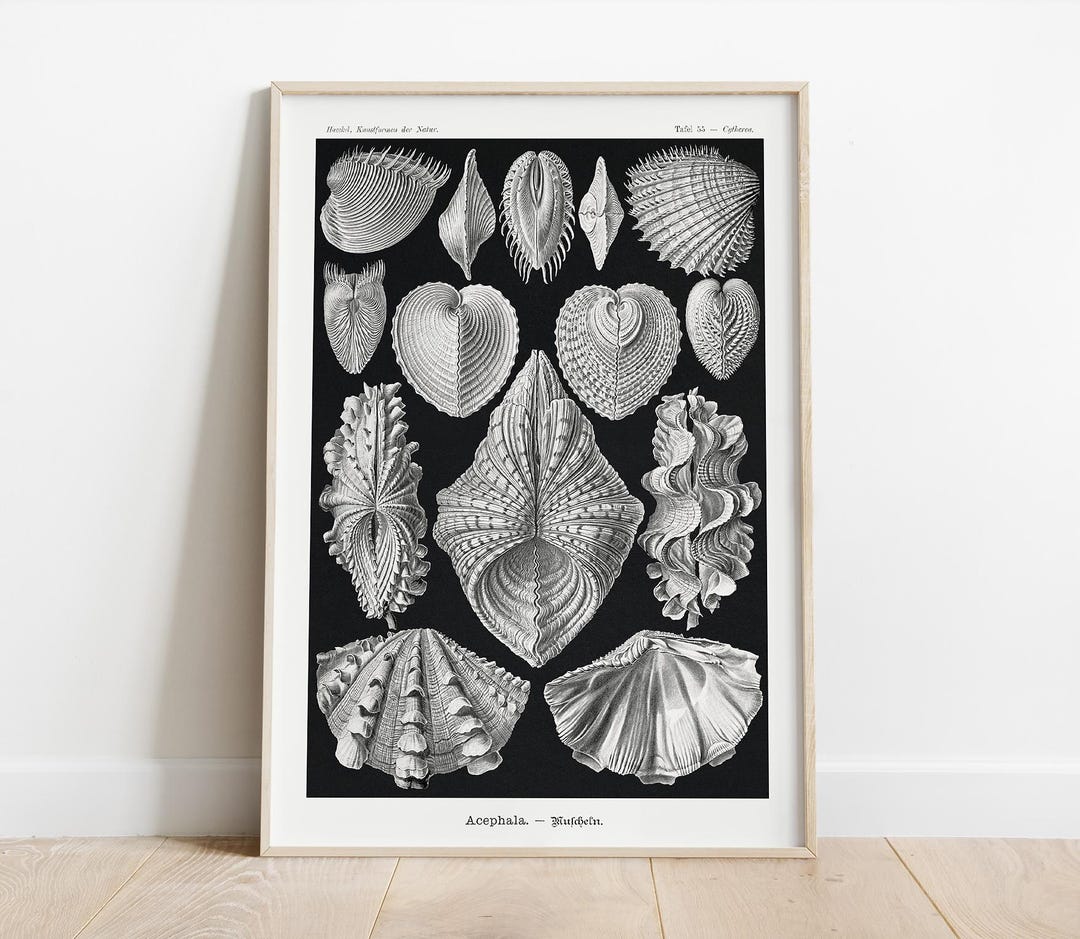 Marine Life Print, Ernst Haeckel Art, Nautilus Shell, Vintage Nautical ...
