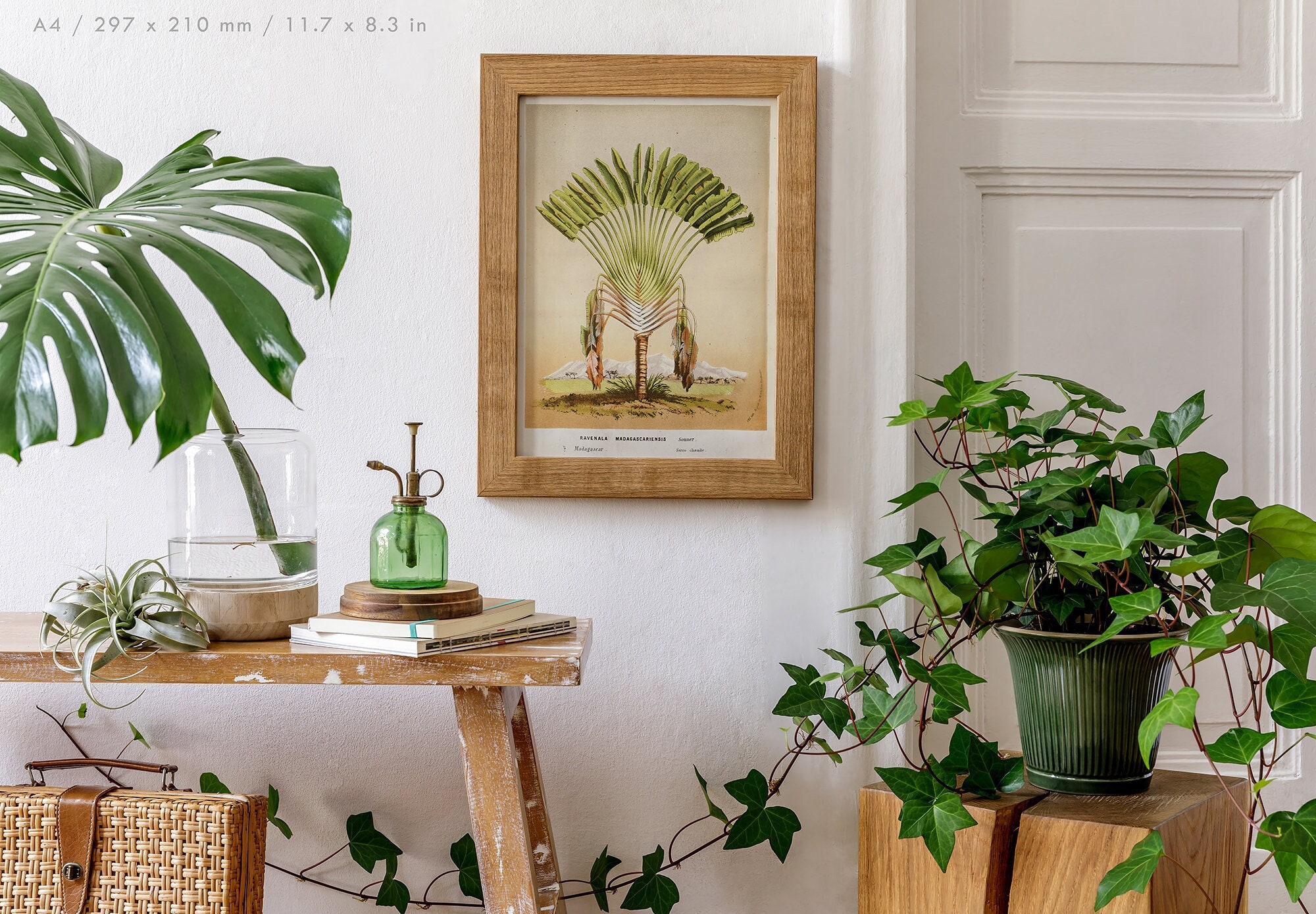 Ravenala Poster Print Banana Tree Poster Professinally - Etsy
