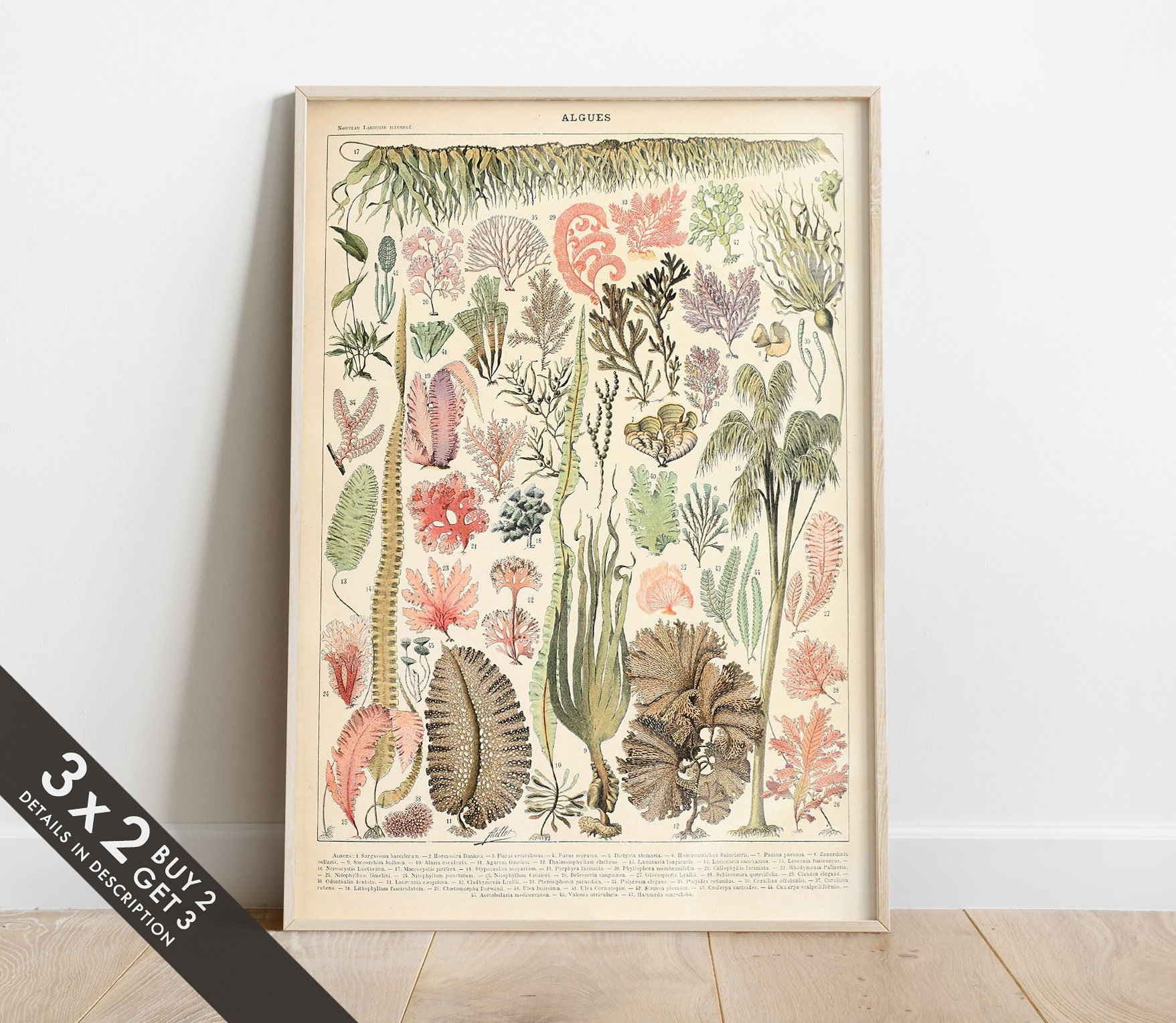 Vintage Algae Poster Seaweed Print Botanical Decor Adolphe - Etsy