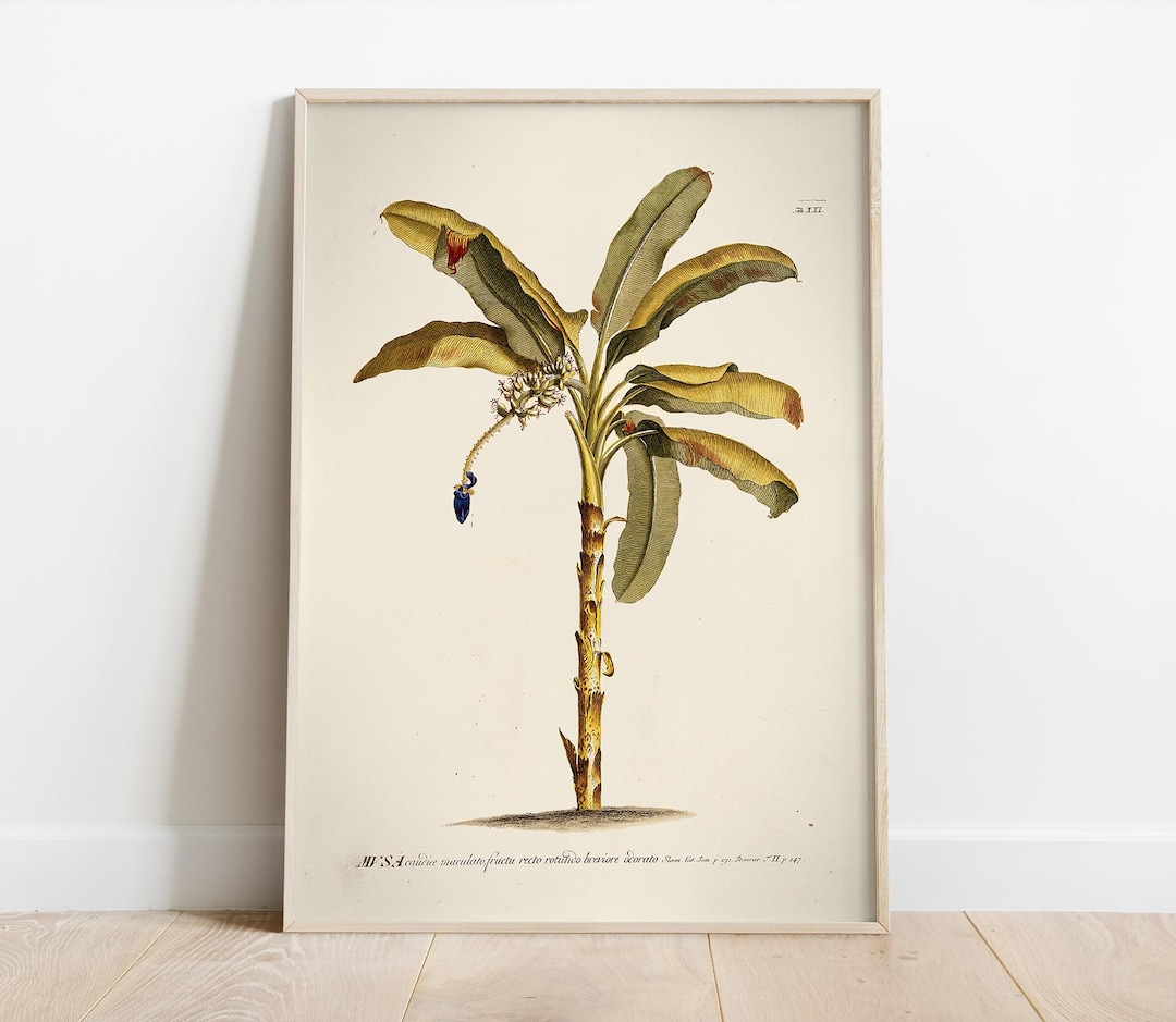 Banana Tree Illustration, Musa Plant Drawing, Christoph Jacob Trew ...