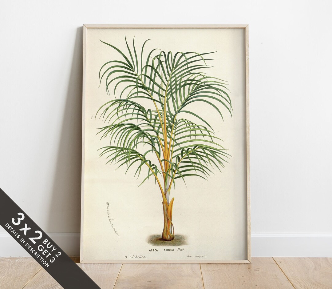 Vintage Plant Poster, High Resolution Print, Tropical Wall Art, Palm ...