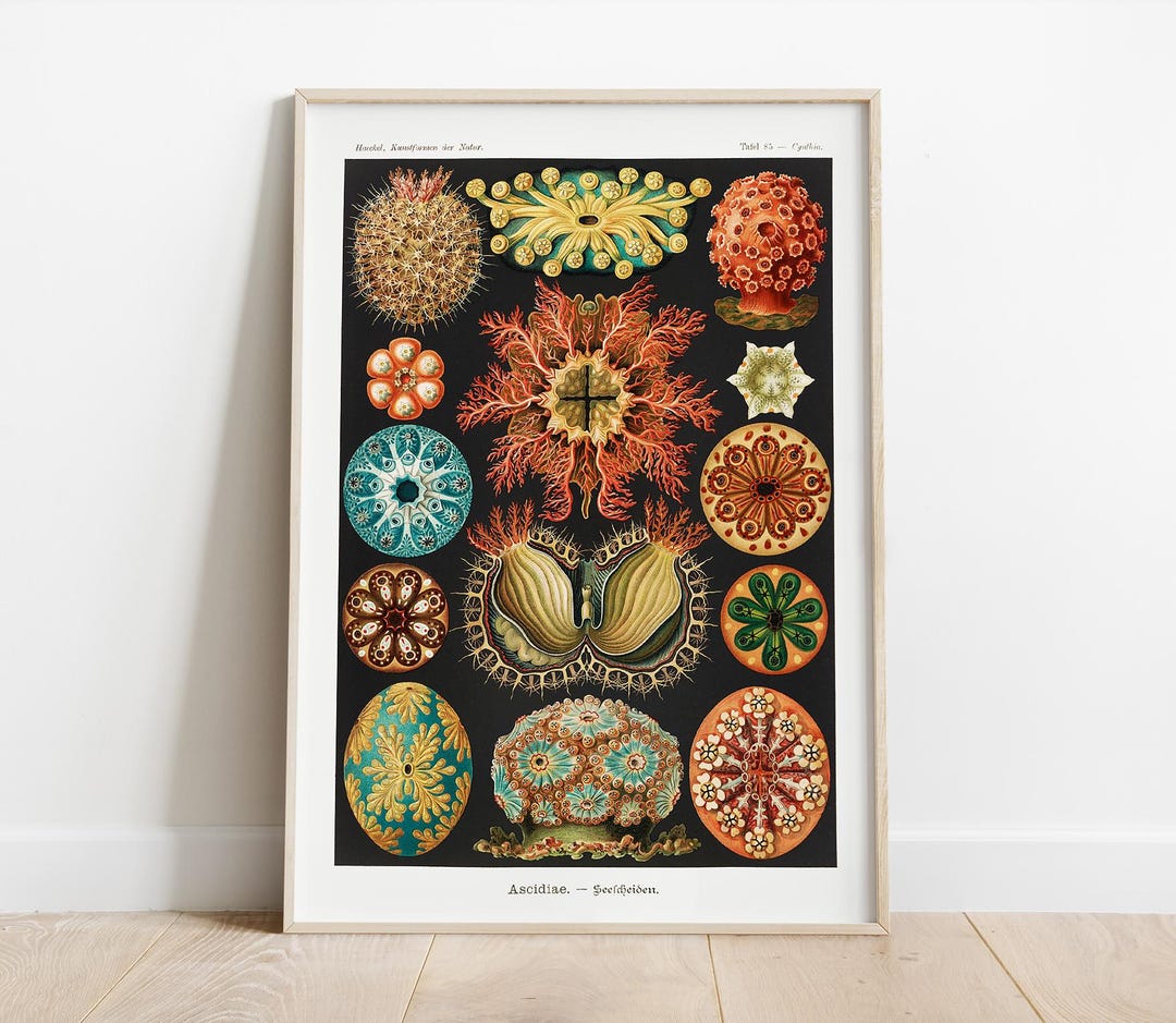 Ernst Haeckel Poster, Marine Life Print, Vintage Science Pictures, Sea ...