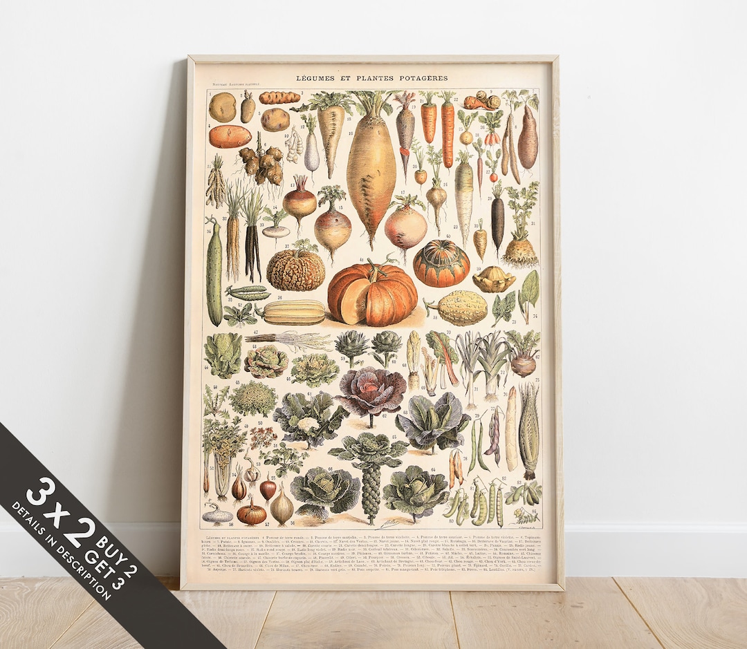 Vintage Vegetables Poster Botanical Prints Vegetable Garden - Etsy