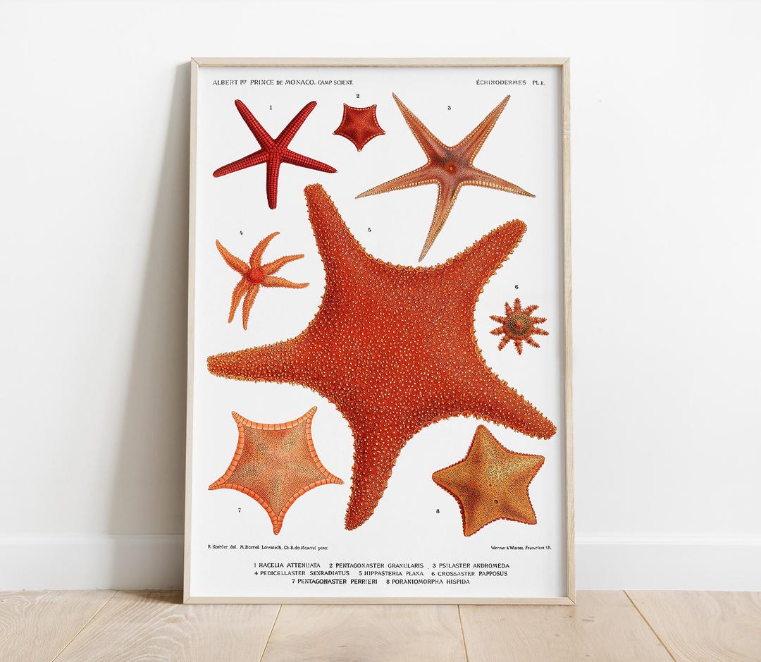 Starfish Chart, Biology Wall Art, Sea Star Poster, Sea Life ...