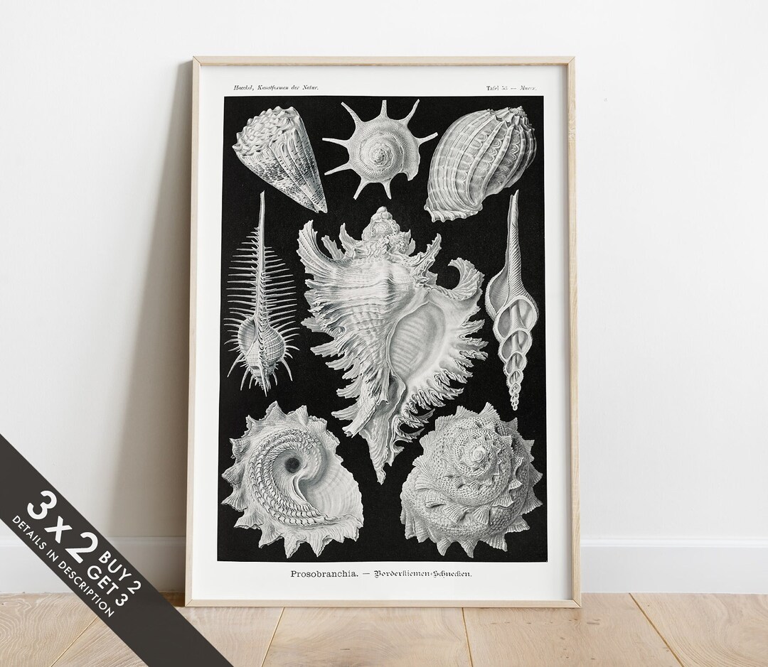 Sea Snail Shell, Ernst Haeckel Poster, High Resolution Print, Vintage ...