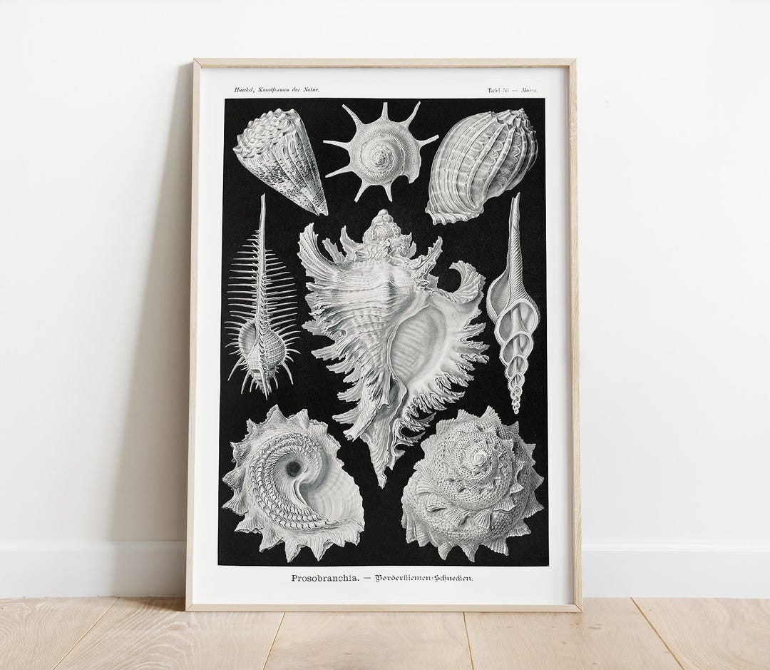 Sea Snail Shell, Ernst Haeckel Poster, High Resolution Print, Vintage ...
