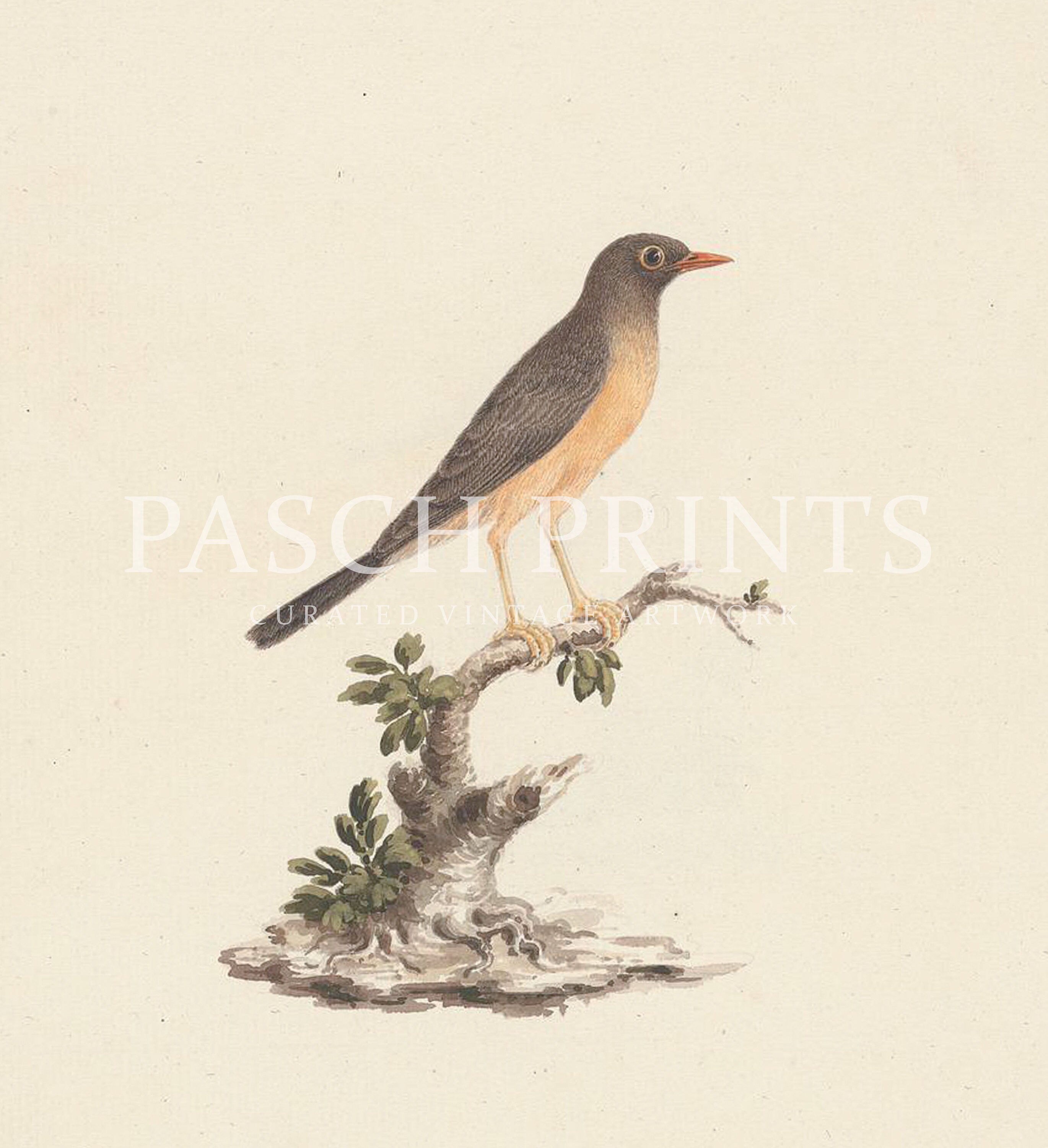 Bird Study Printable Gallery Wall / Vintage Bird Sketches / Bird ...