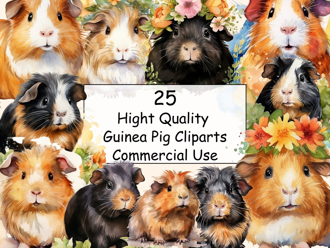 25 Watercolor Guinea Pigs Clipart PNG, Guinea Pigs Png, Flower Guinea ...