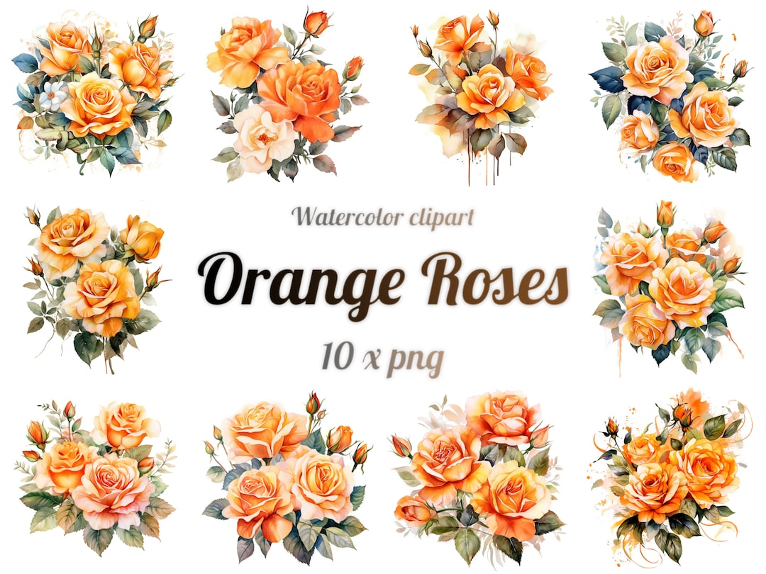 10 Orange Roses, Clipart, Watercolor, Transparent Background, PNG - Etsy