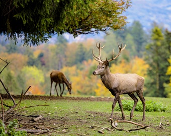 Passenger Steam Train 2 : Stretched Canvas, Rolled Paper and Framed ...