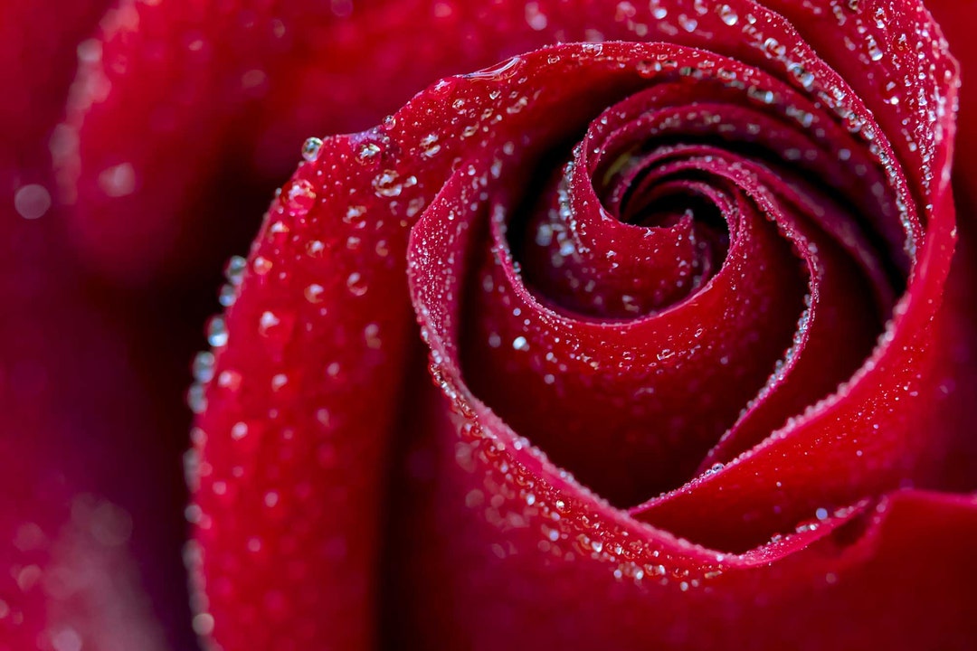 Dew on A Red Rose : Stretched Canvas, Rolled Paper and Framed Print ...