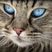 Cat With Blue Eyes : Stretched Canvas, Rolled Paper and Framed Print ...