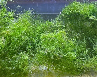 JAVA MOSS Live Aquarium Plant - Etsy