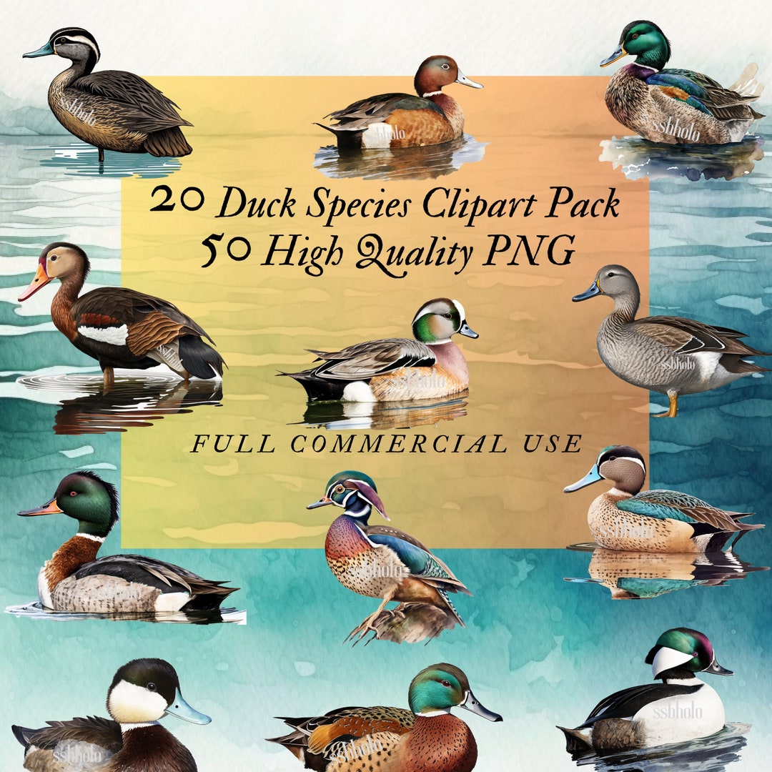 20 Duck Species Clipart, 50 Transparent High Quality Pngs, Watercolour ...