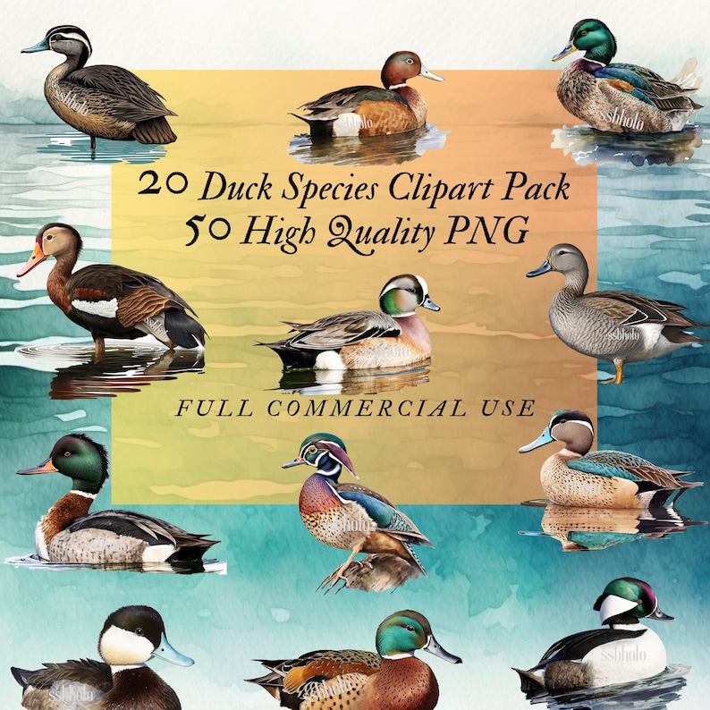 20 Duck Species Clipart, 50 Transparent High Quality Pngs, Watercolour ...