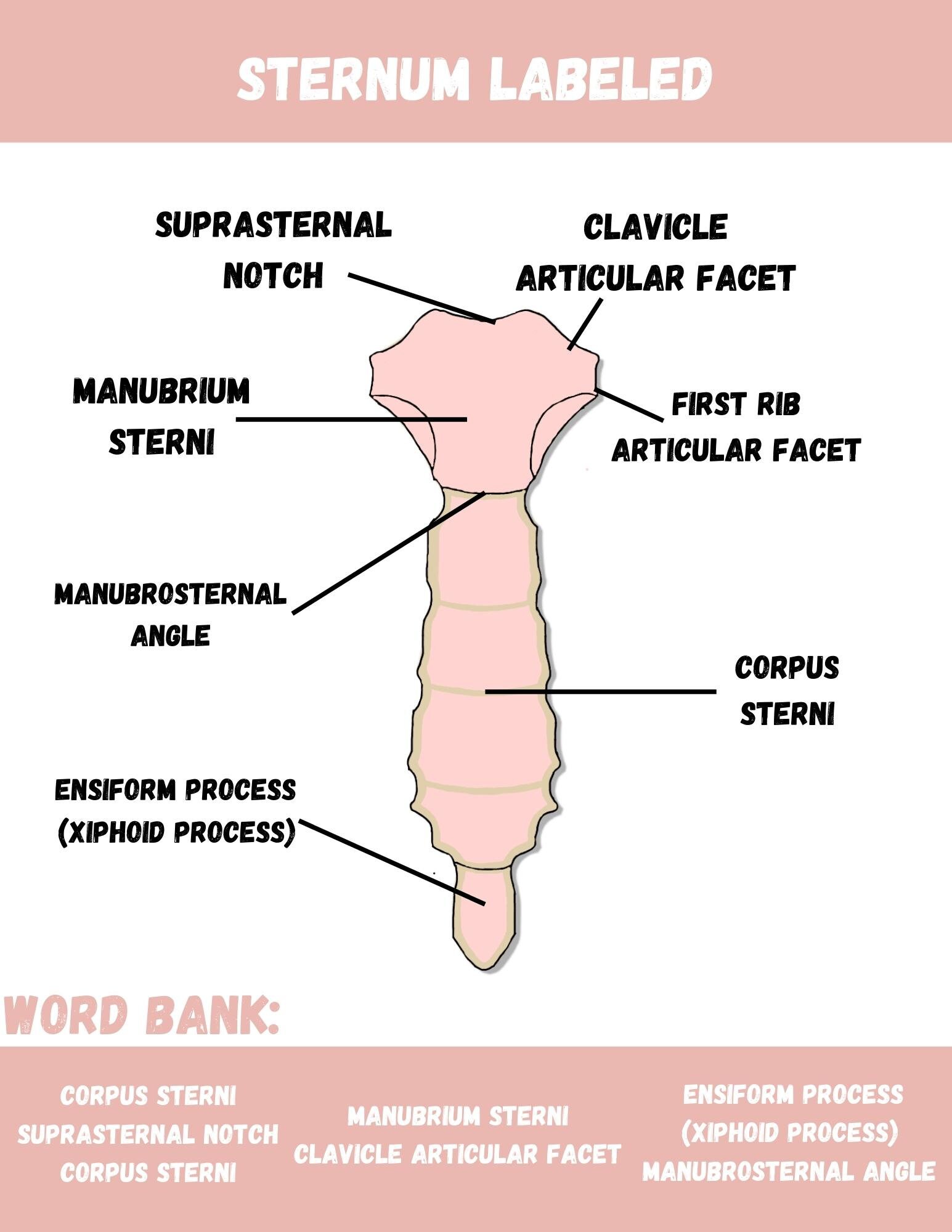 Sternum Diagram SLP Nursing Guide Anatomy & Physiology JPG - Etsy
