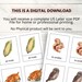 Fall Spanish 3 Part Cards | Spanish Themed Printable Flashcards ...